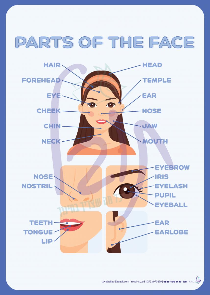 Parts of the face